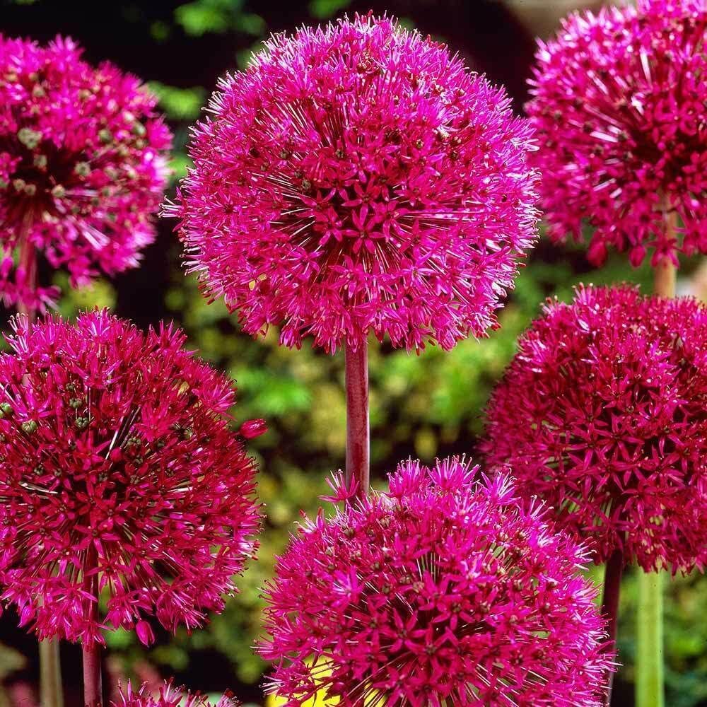Allium Red Giant 12/14cm x6 Bulbs, Garden Plant Flowering Bulb ...
