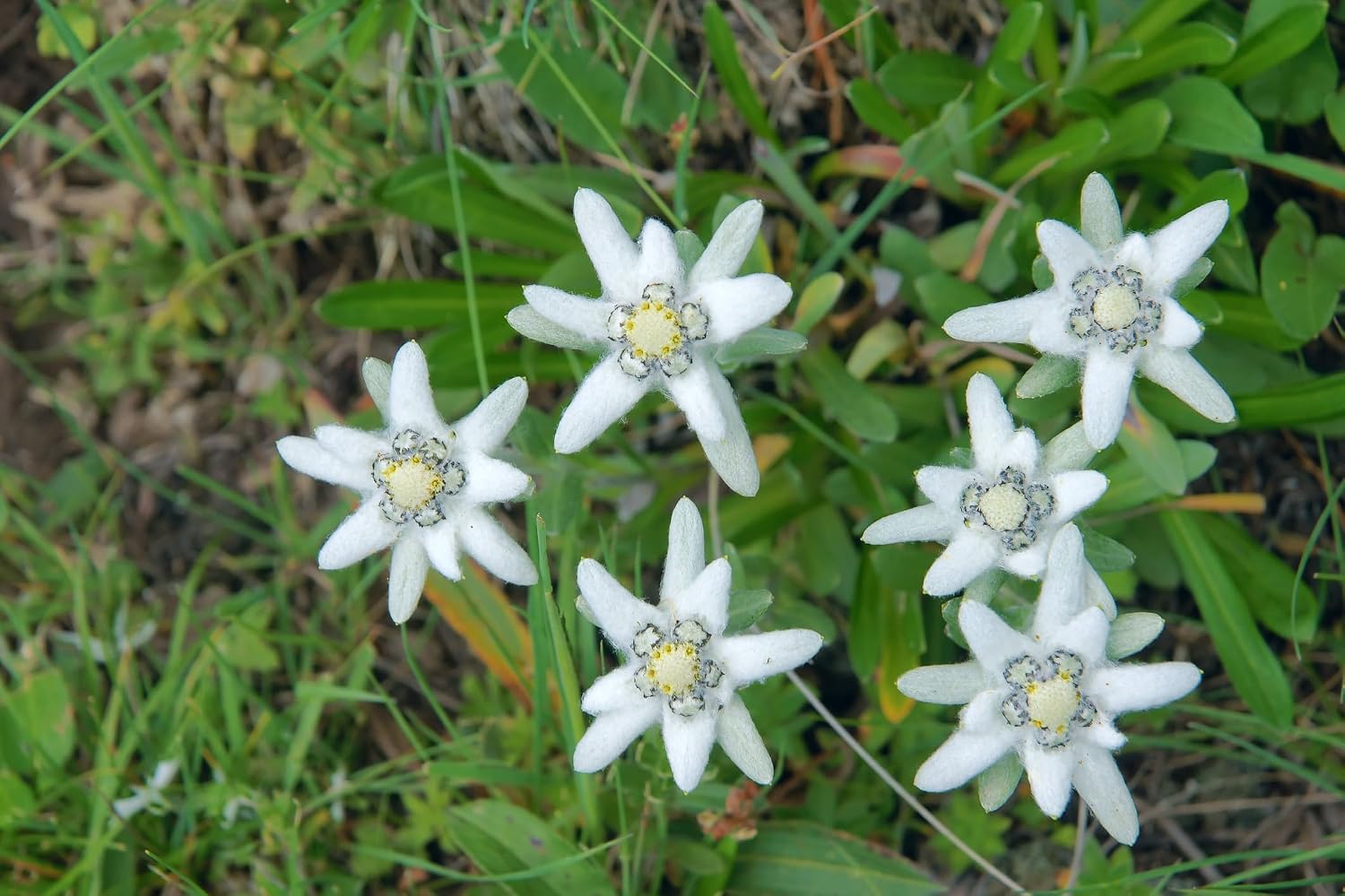 Amazon.com : Edelweiss Flower Seeds for Planting (30 Seeds ...