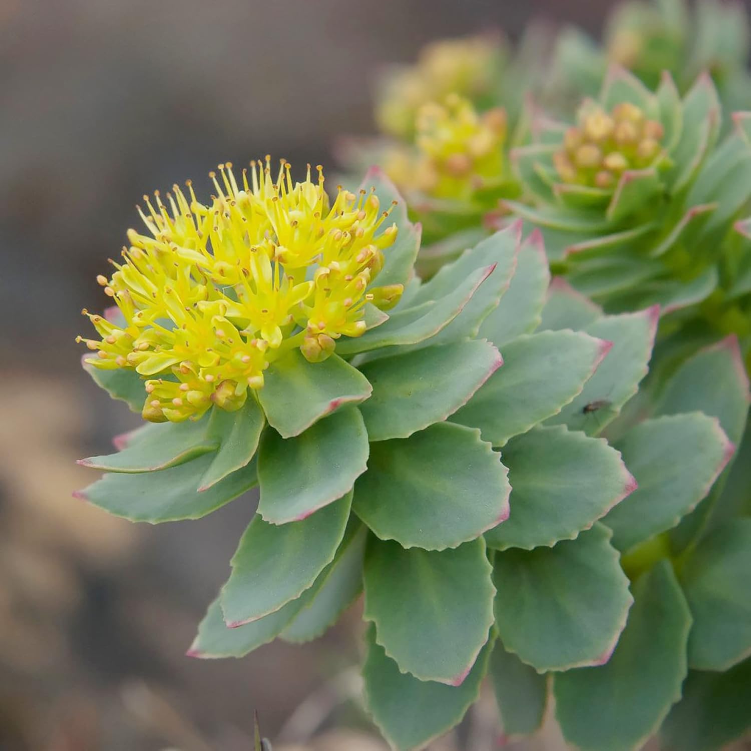 Amazon.com : Rhodiola Rosea Seeds Roseroot Stonecrop Perennial Fragrant ...