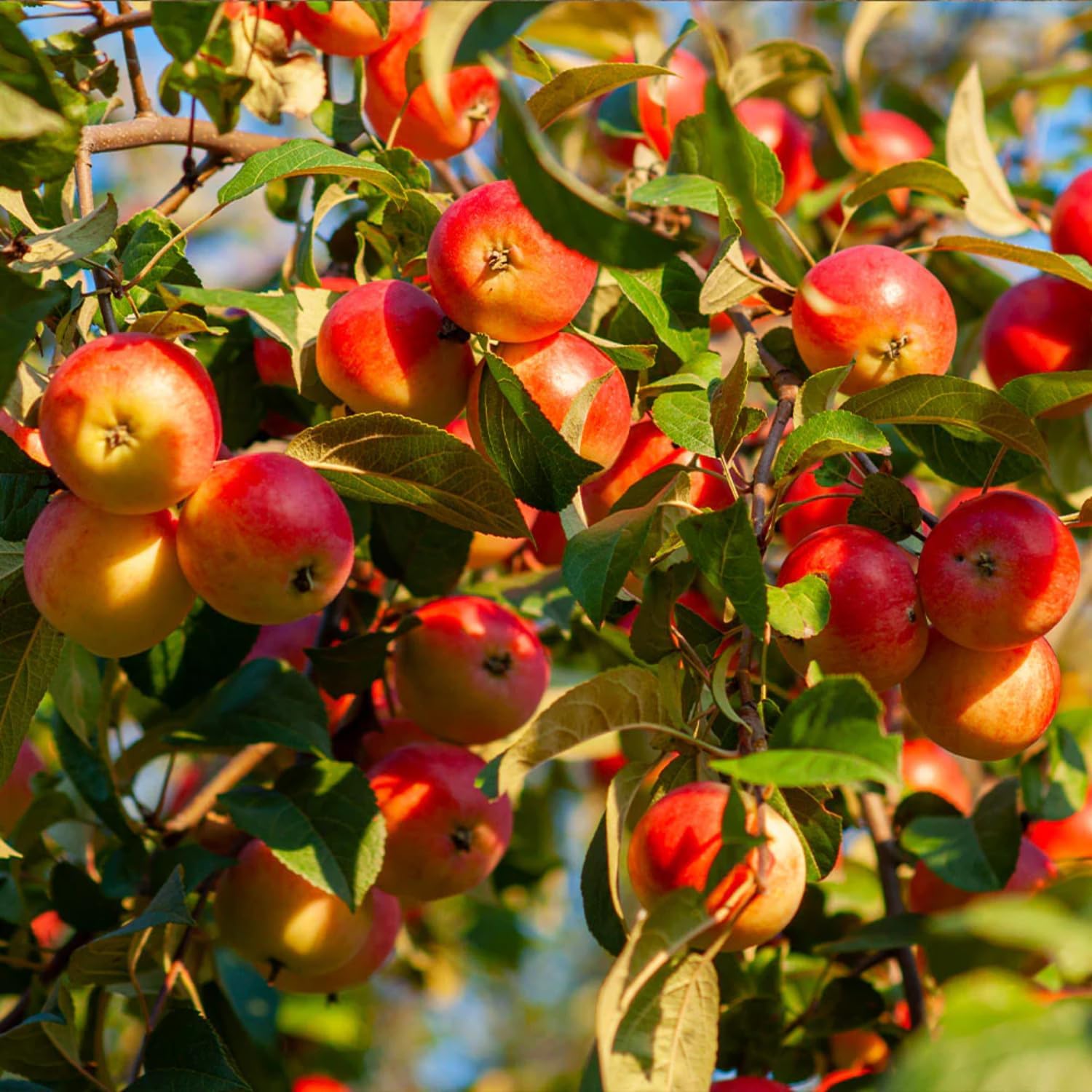 Amazon.com : 2 Red Delicious Apple Trees Live Plants, Dwarf Apple ...