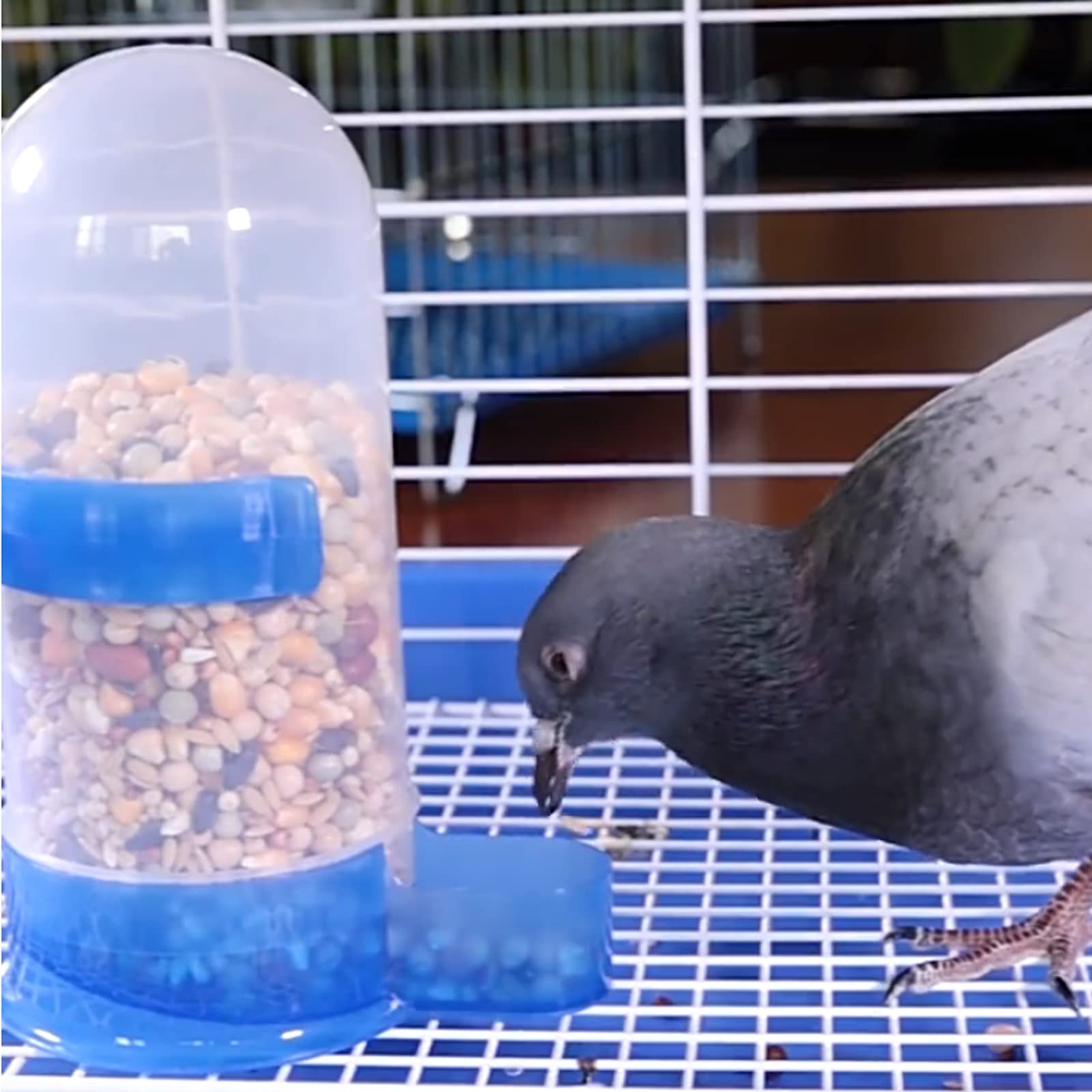 Snapklik.com : BUAKAW-X Automatic Bird Feeder Pigeon Water & 2Pcs Food ...