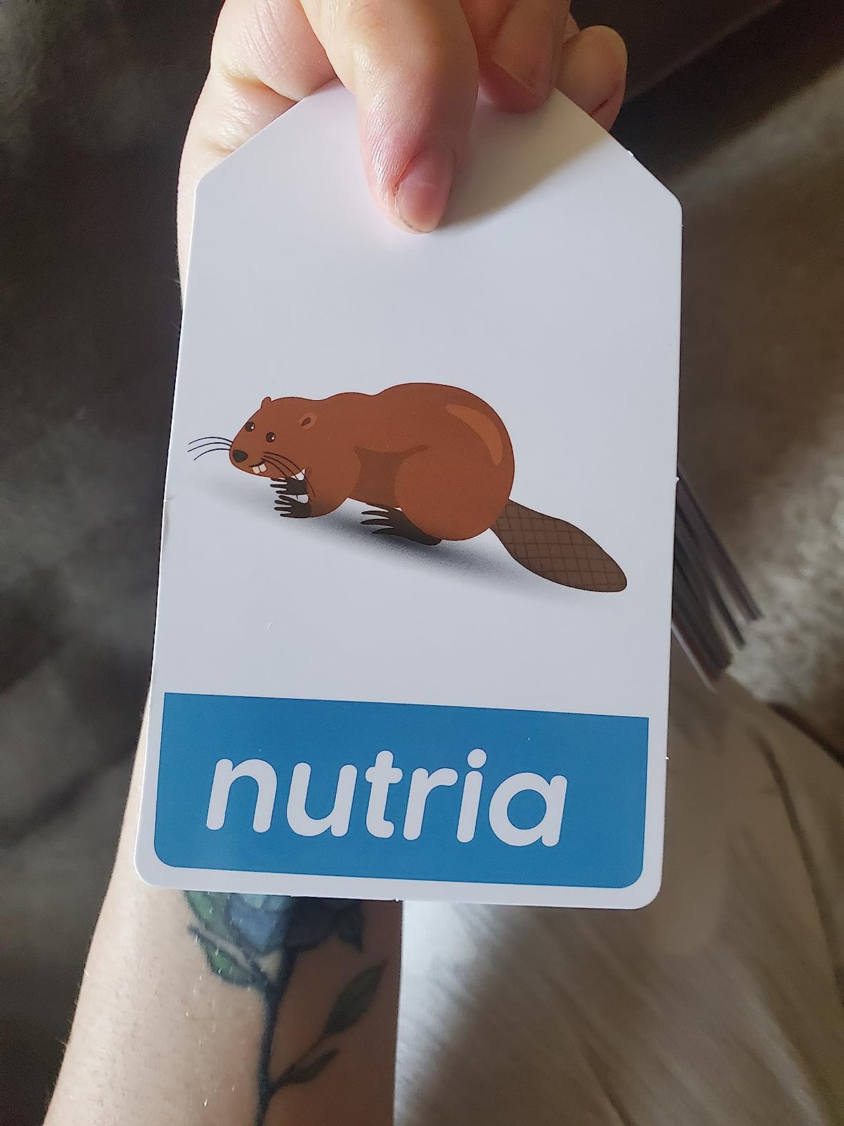 Amazon.com: Bilingual Spanish English Flash Cards for Kids 5 Themes ...