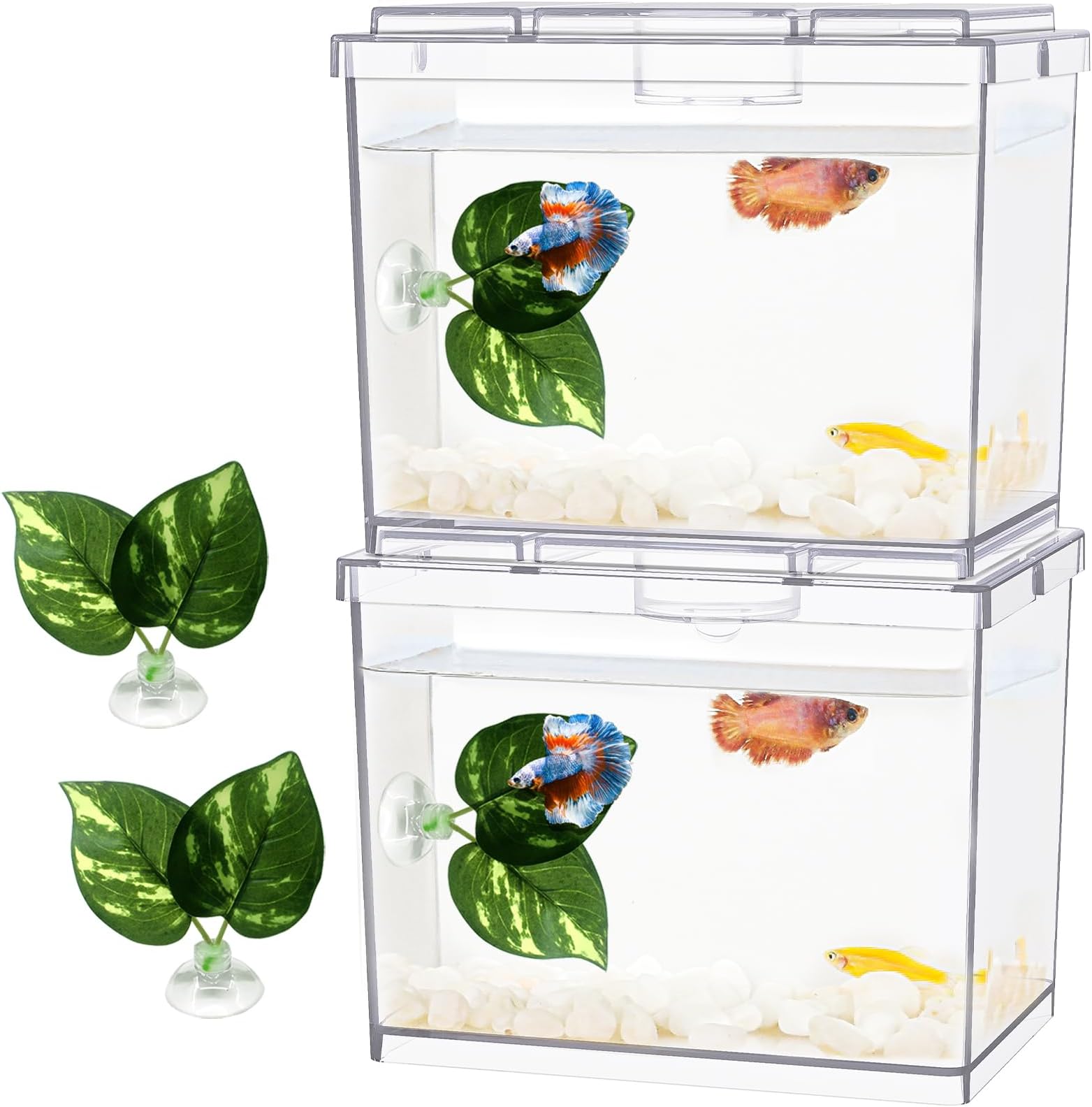 Amazon.com : MoonOrange Mini Betta Fish Tank Kit with LED Light Base ...