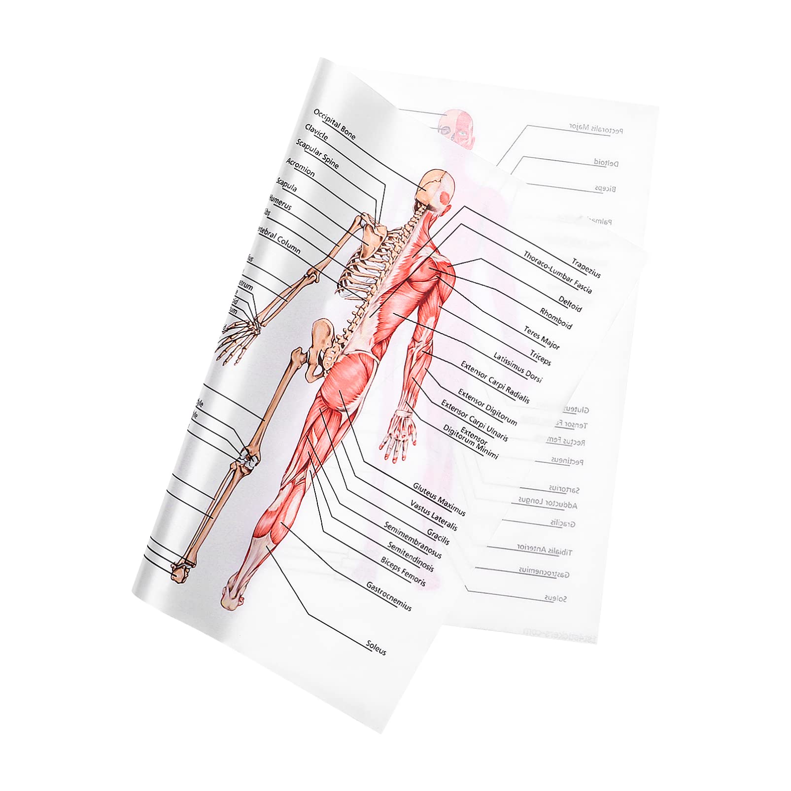 Buy ULTECHNOVO Anatomical Set, Hanging Anatomy Anatomy Chart Set Human ...