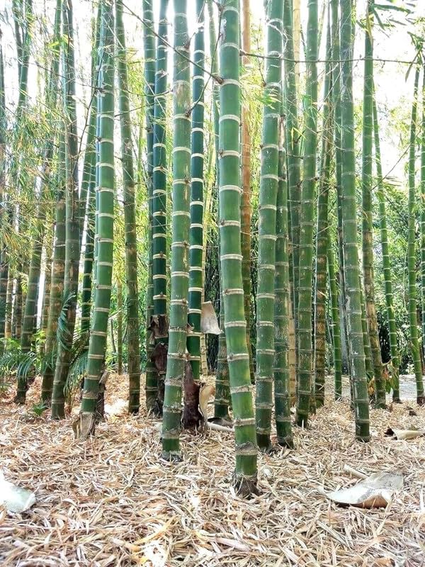 red bamboo tree seeds for plant Pack Of 15 : Amazon.in: Garden & Outdoors