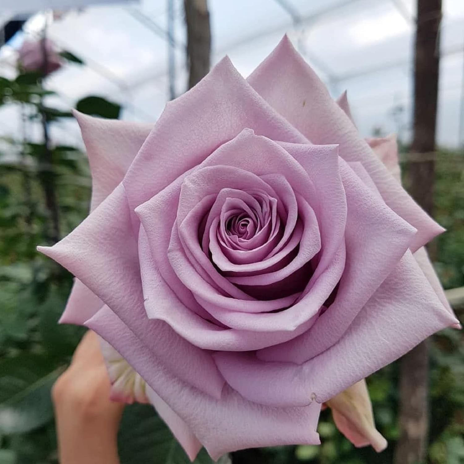 Amazon.com : CHUXAY GARDEN Avant Garde Lavender Rose Seed 200 Seeds ...