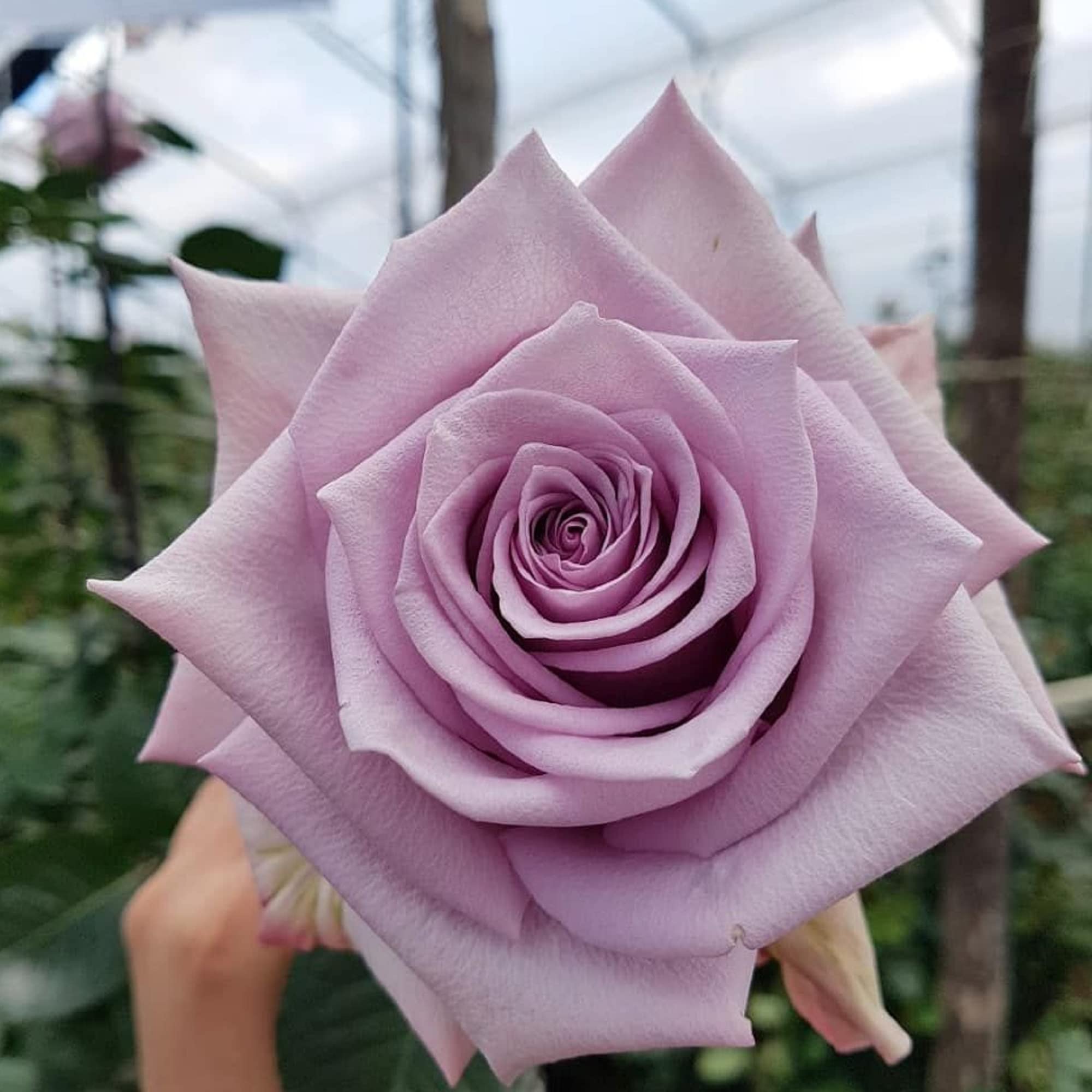 Amazon.com : CHUXAY GARDEN Avant Garde Lavender Rose Seed 200 Seeds ...
