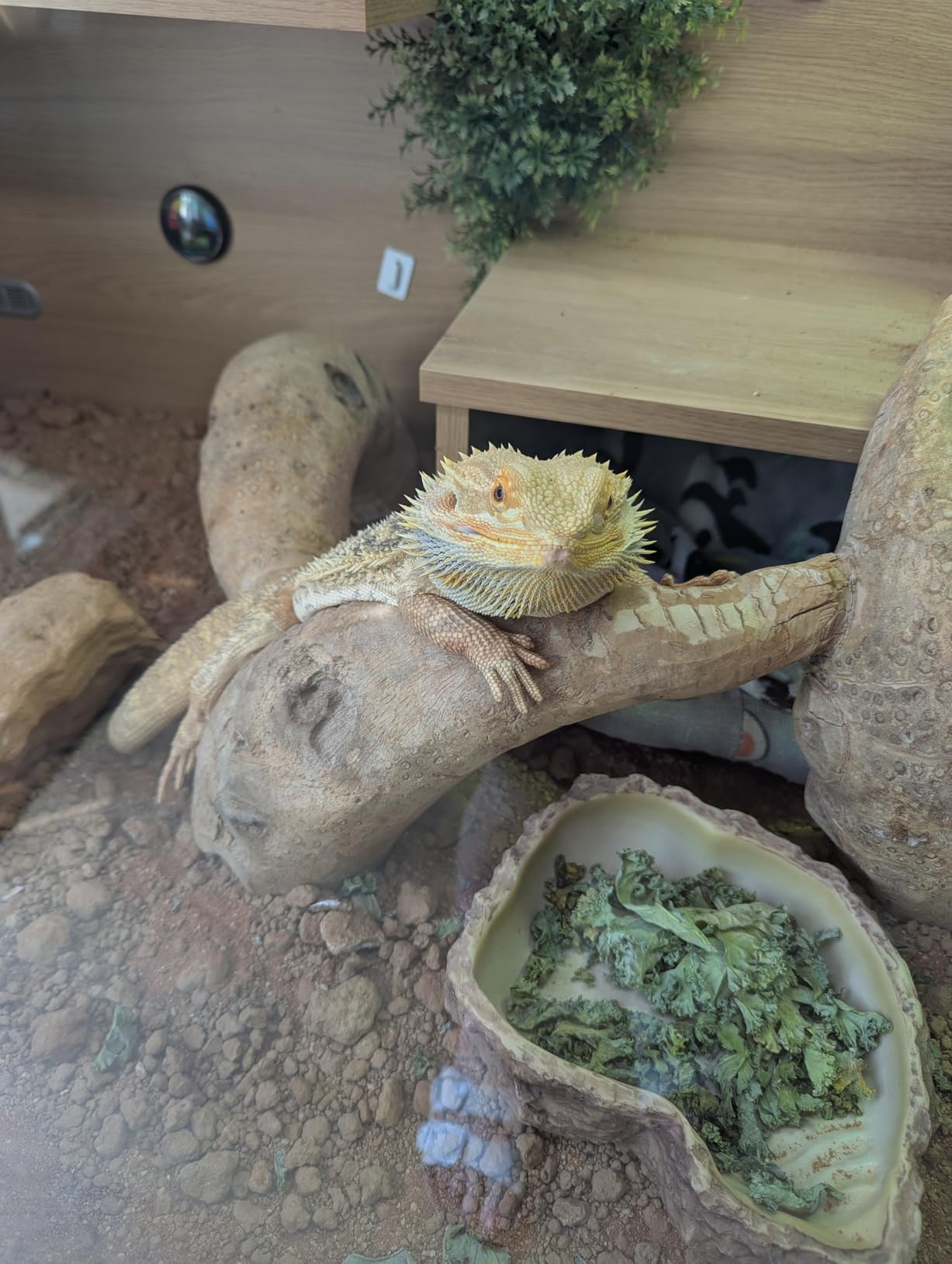 ProRep Beardie Life Substrate 10L | Beardie Life Substrate | Mixed ...