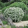 Potted Hardy Daphne Shrub for Outdoors Repeat Flowering Scented Blooms ...