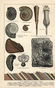 Amazon.com: Extinct Crinoids Ammonites And Squid Poster Print By ...