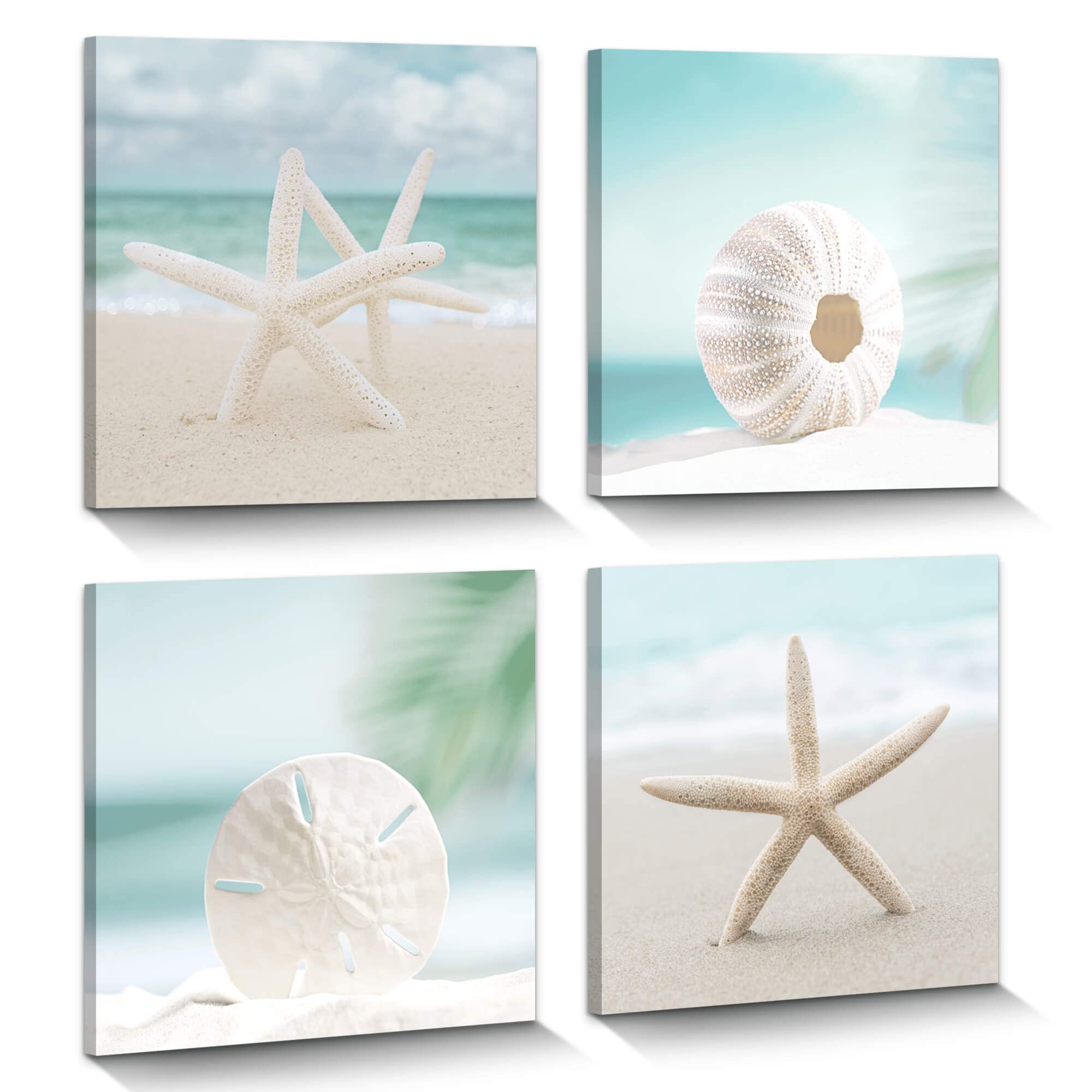 Sand Dollar Wall Art