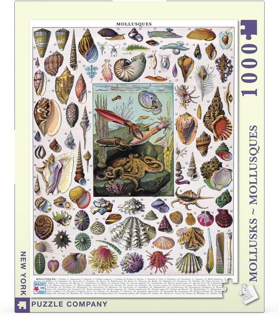 Amazon.com: Sea Shells Mollusk Puzzle by New York Puzzle Company : Toys ...