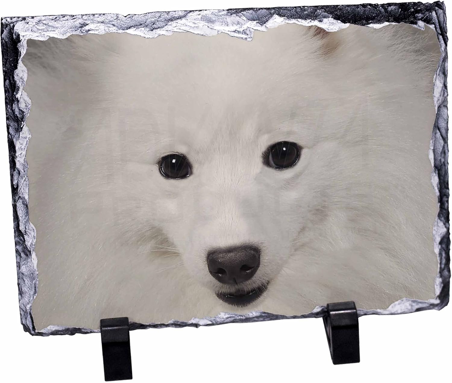 Are Japanese Spitz Smart