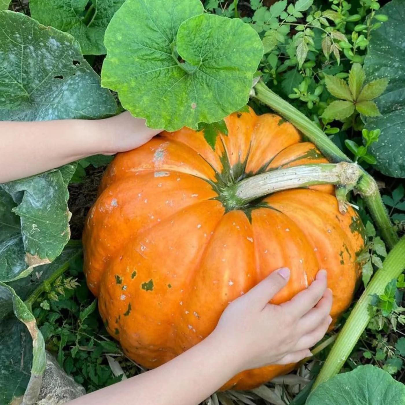 Amazon.com : 30+ Big Max Pumpkin Seeds for Planting Giant Pumpkins Non ...