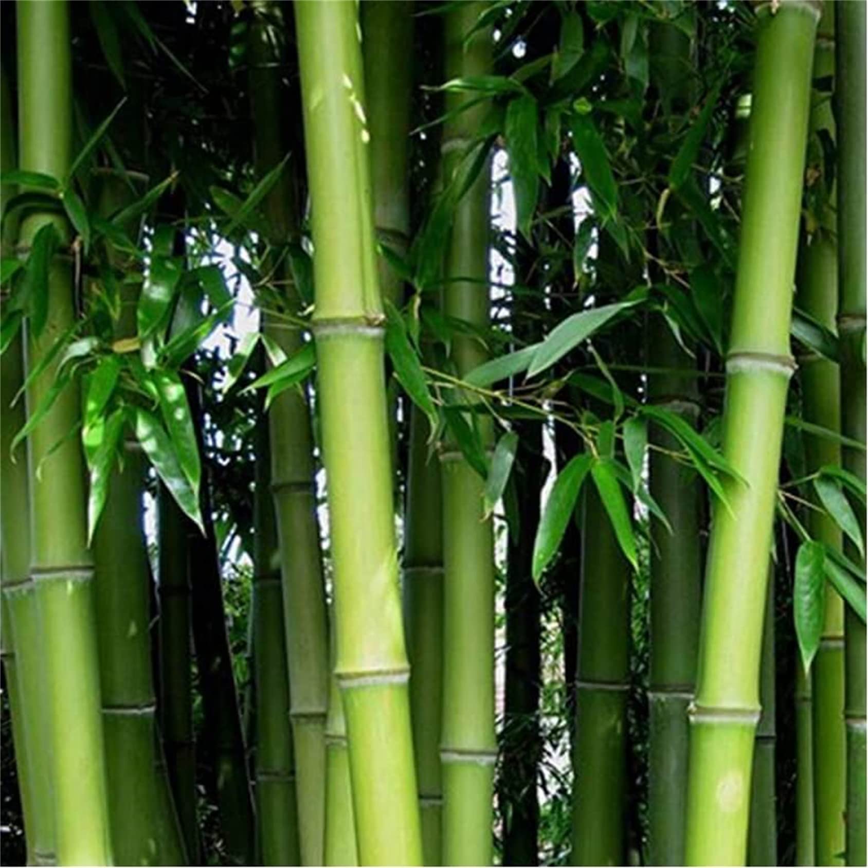 Tropical Rainforest Bengal Bamboo