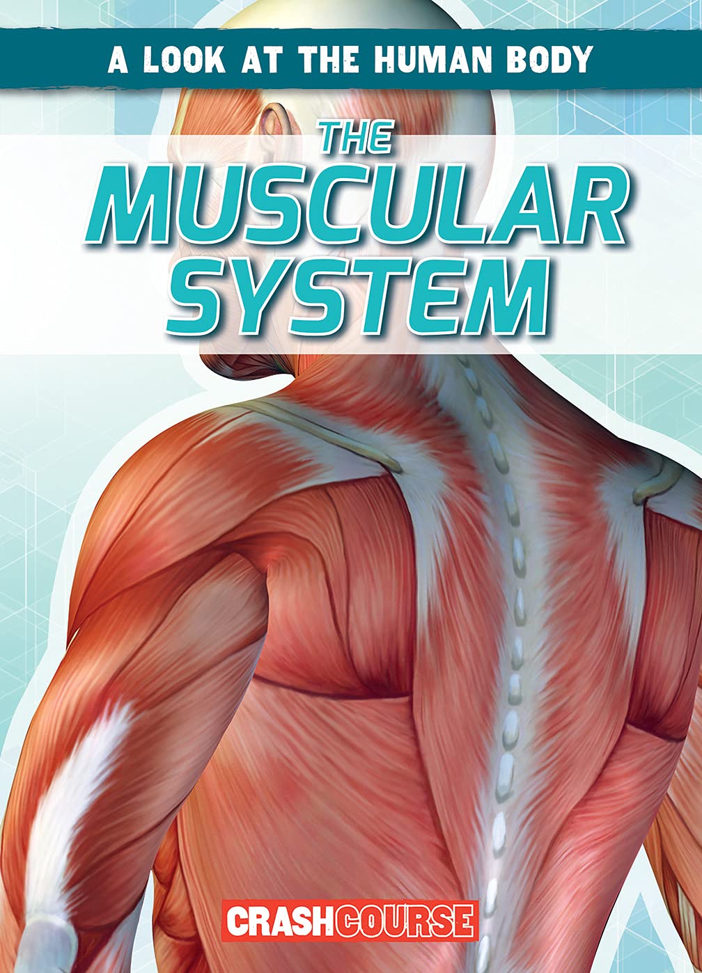 Buy The Muscular System (A Look at the Human Body) Book Online at Low ...