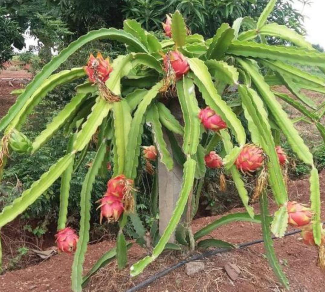 Taiwan Red Eye Dragon Fruit Plant Pack Of 2 : Amazon.in: Garden & Outdoors