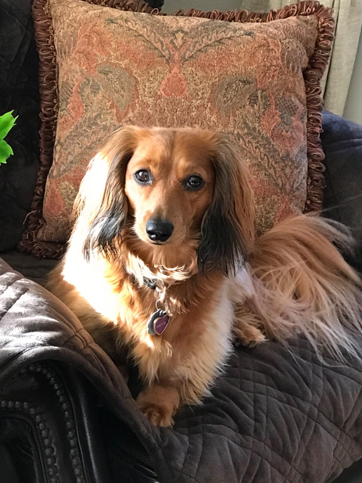 Amazon.com: Cranimals Organic Cranberry Cat and Dog Supplement ...