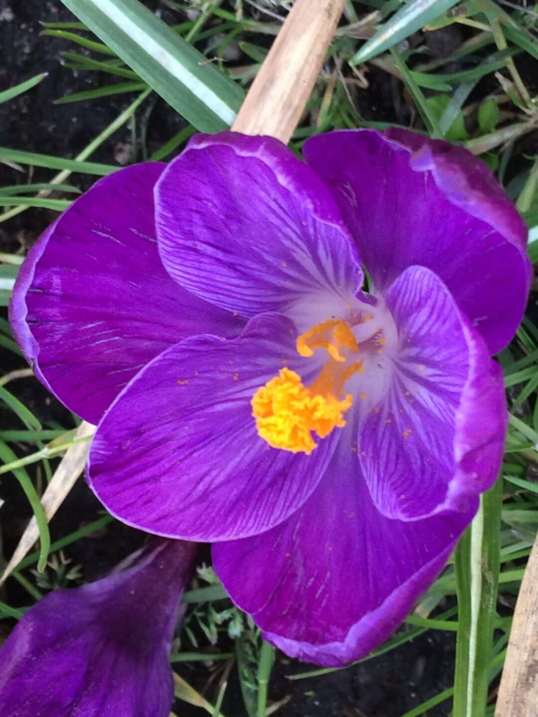 Amazon.com : Rare Saffron Crocus Bulbs Corms - Hardy Perennial ...