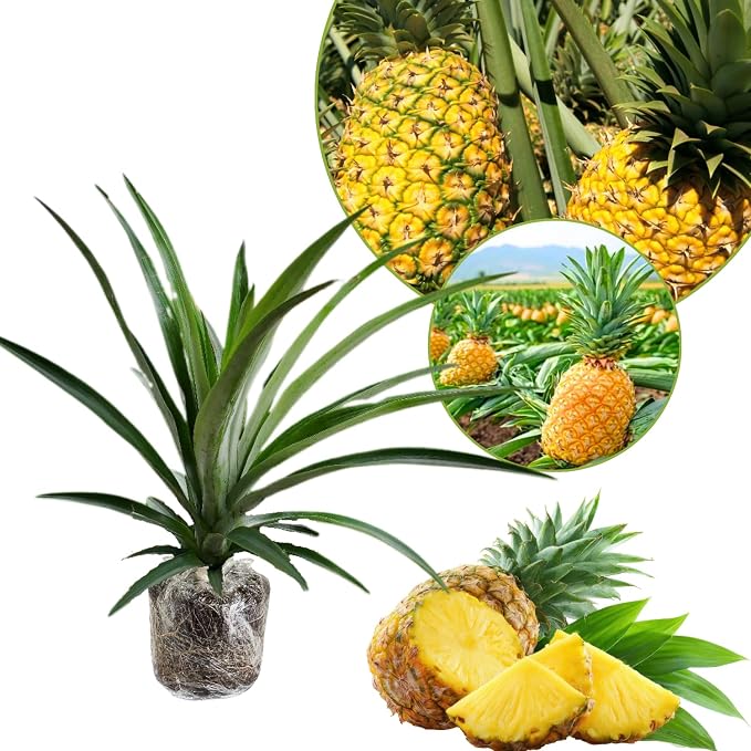 Amazon.com : 1 Gold Pineapple Plant Live for Planting, Sweet Pineapple ...