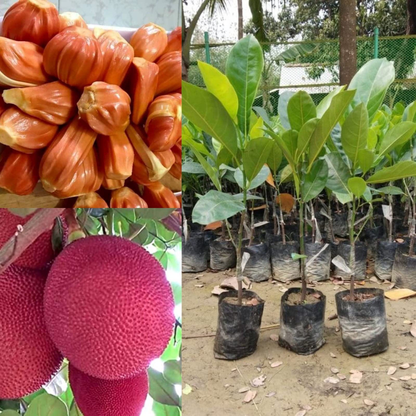 Natura GreenHouse 2 Live Original Thailand Pink Jackfruit Plant Pack Of ...