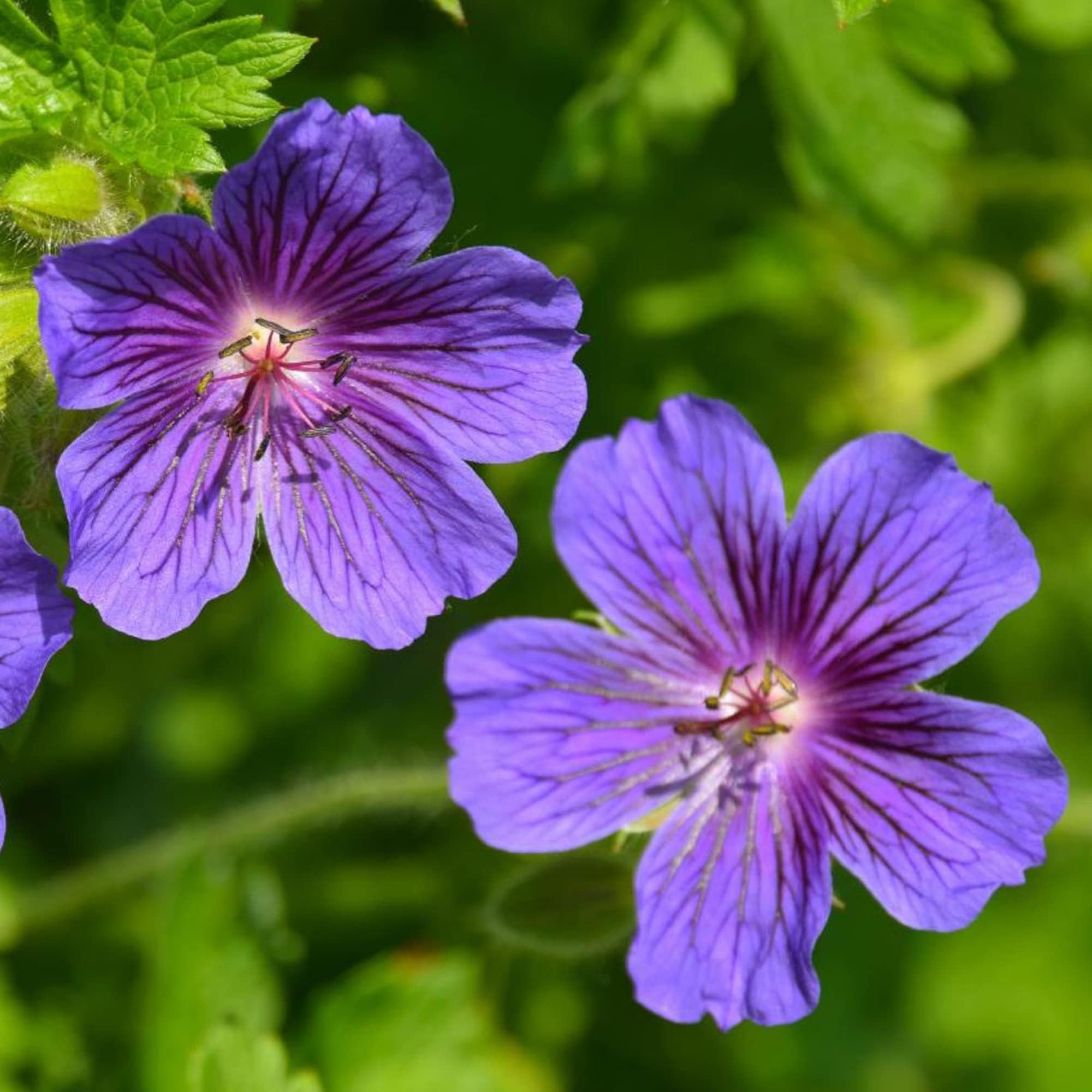 Amazon.com : Hardy Geranium Seeds Cranesbill Attractive Foliage ...