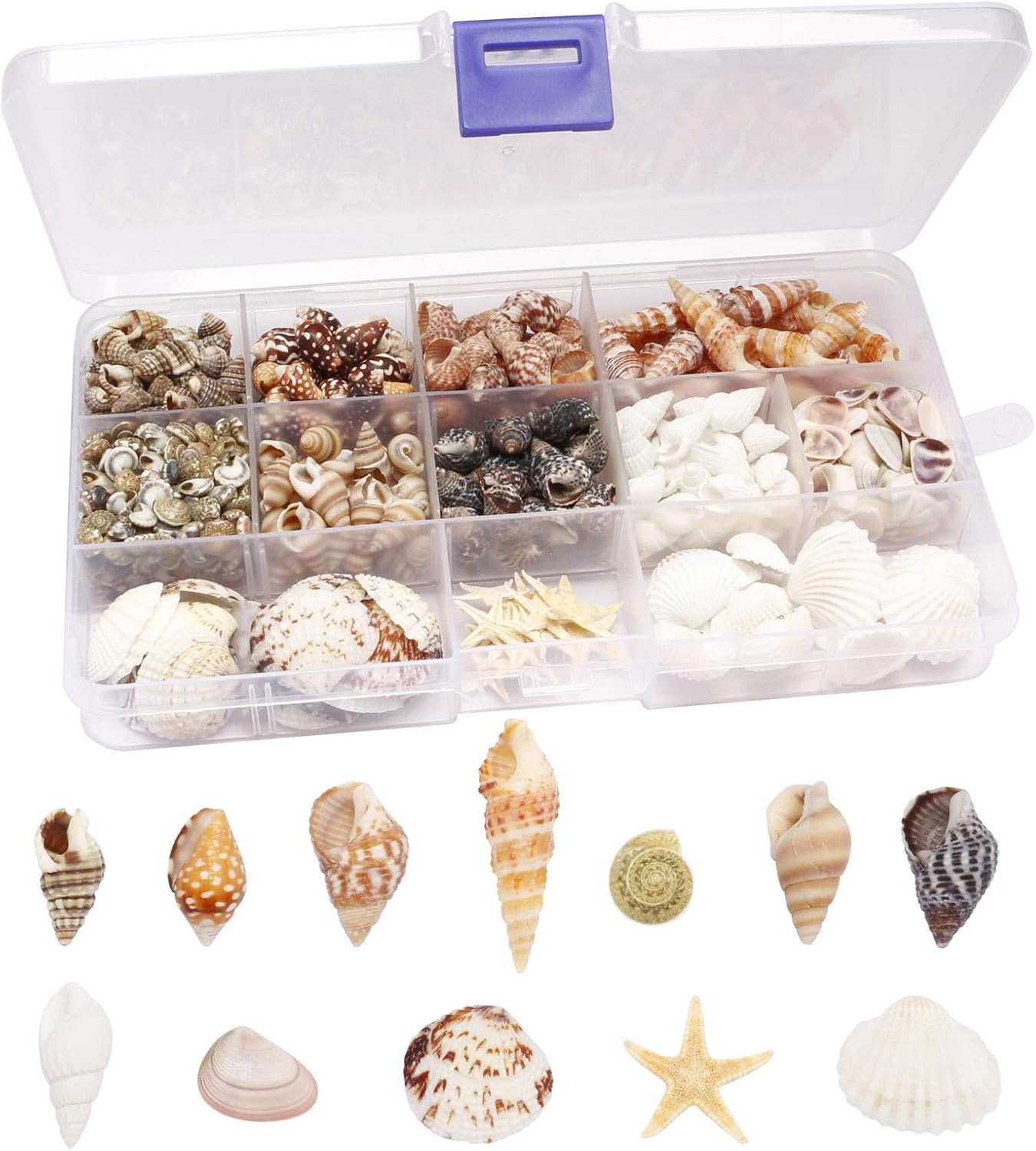 Veehaolu 525 Pcs Mixed Sea Shells and Starfish Beach Seashells for ...