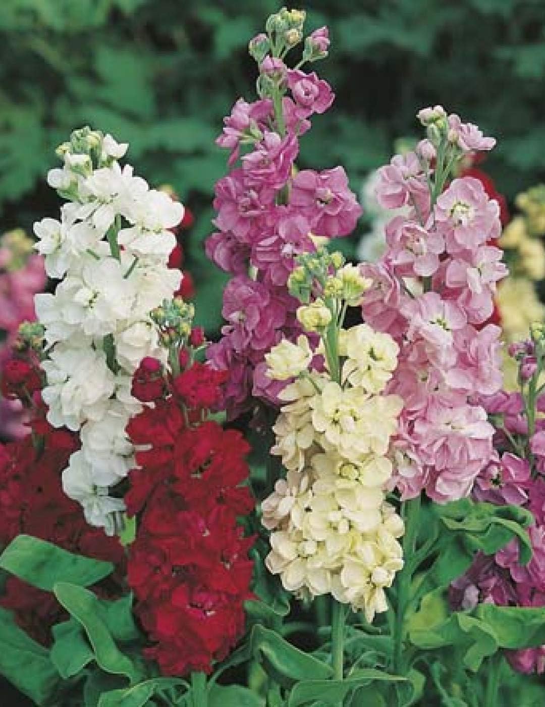 50 Large Flowered Ten Week Bedding Stock Seeds : Amazon.co.uk: Garden