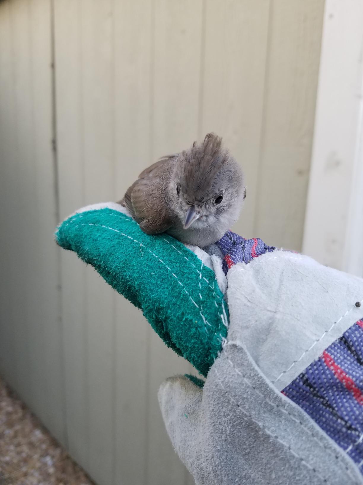 Amazon.com : 25' X 50' or 50' X 50' Net Netting for Bird Poultry Aviary ...