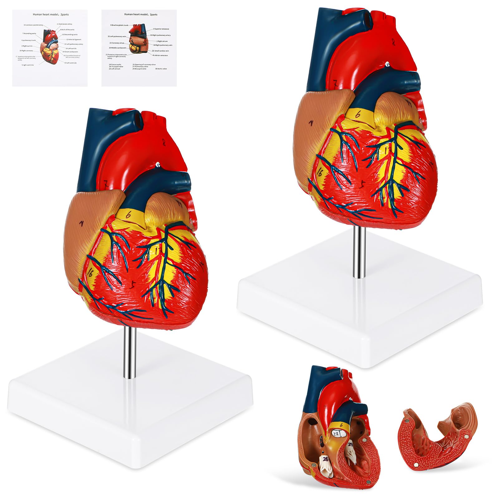 2 Pcs Anatomical Heart Human Heart Model Heart Anatomy Model ...