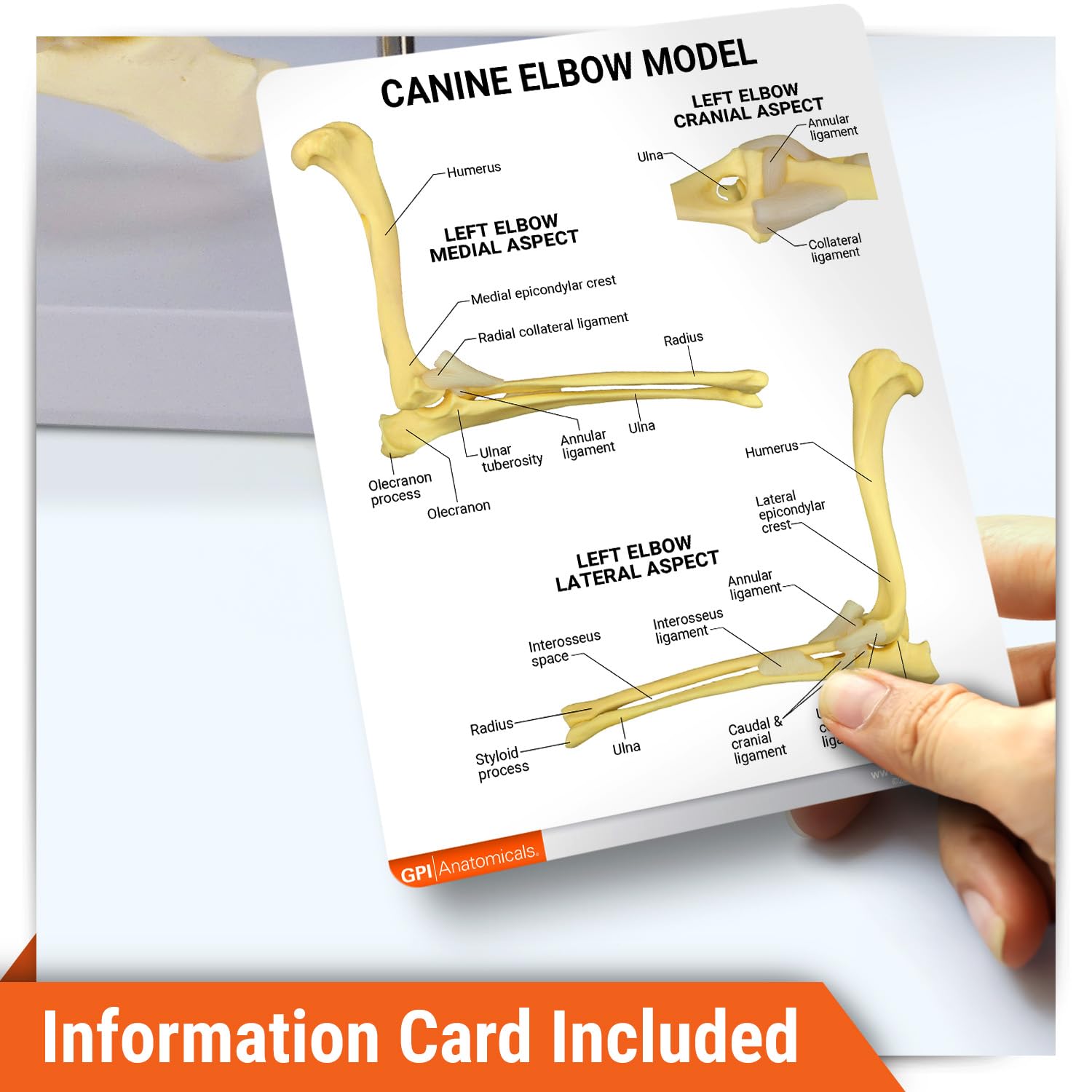 Snapklik.com : Canine Elbow Model, Normal Elbow Joint Replica For ...