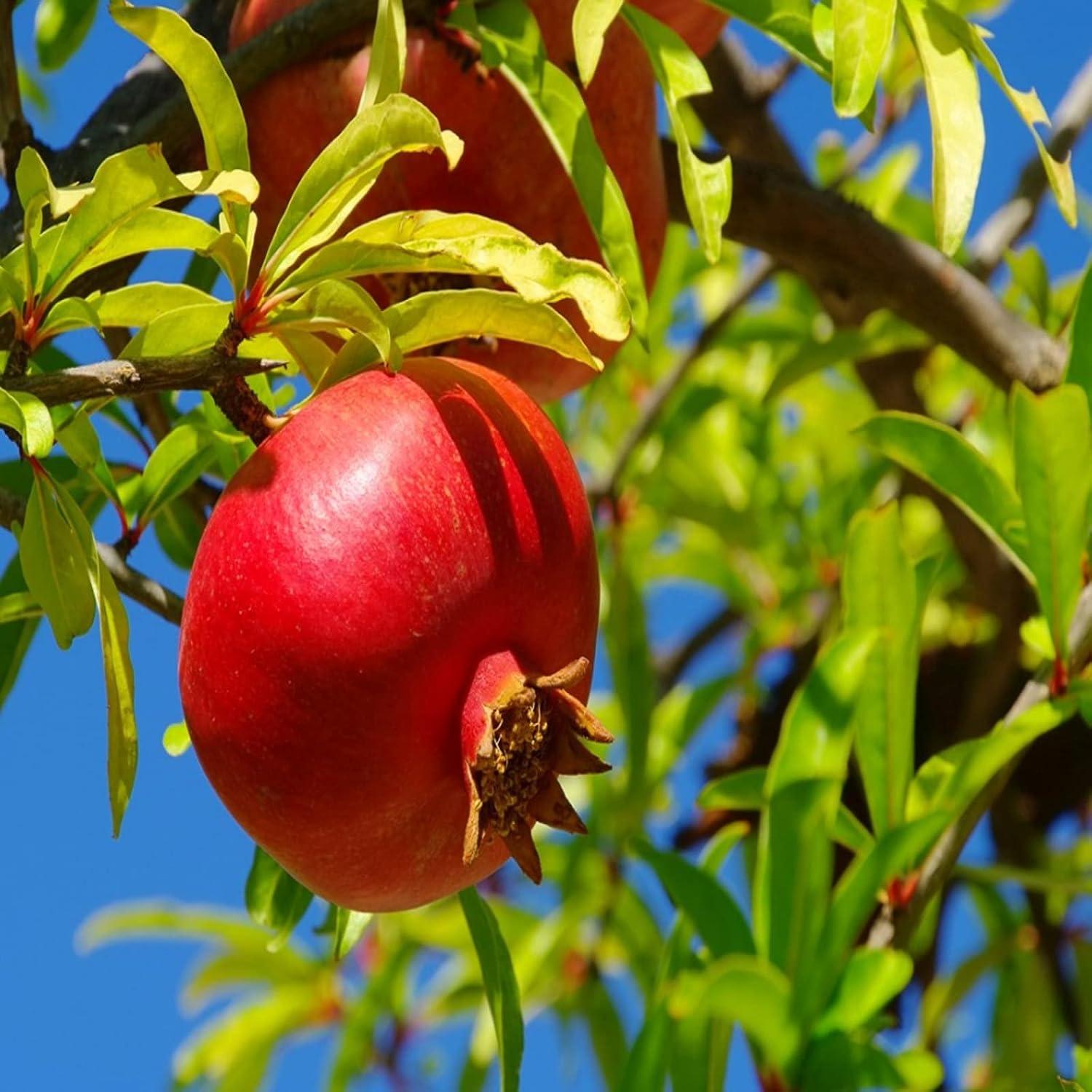 IXORA Pomegranate Ruby Hybrid Variety Anar Fruit (Air Layering/Grafted ...