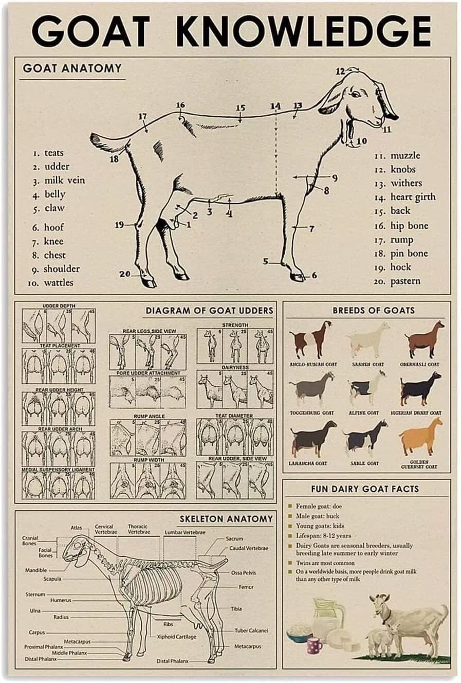 Amazon.com: Goat Knowledge Metal Tin Signs Goat Anatomy Vintage Poster ...