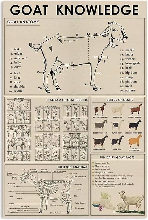 Amazon.com: Goat Knowledge Metal Tin Signs Goat Anatomy Vintage Poster ...