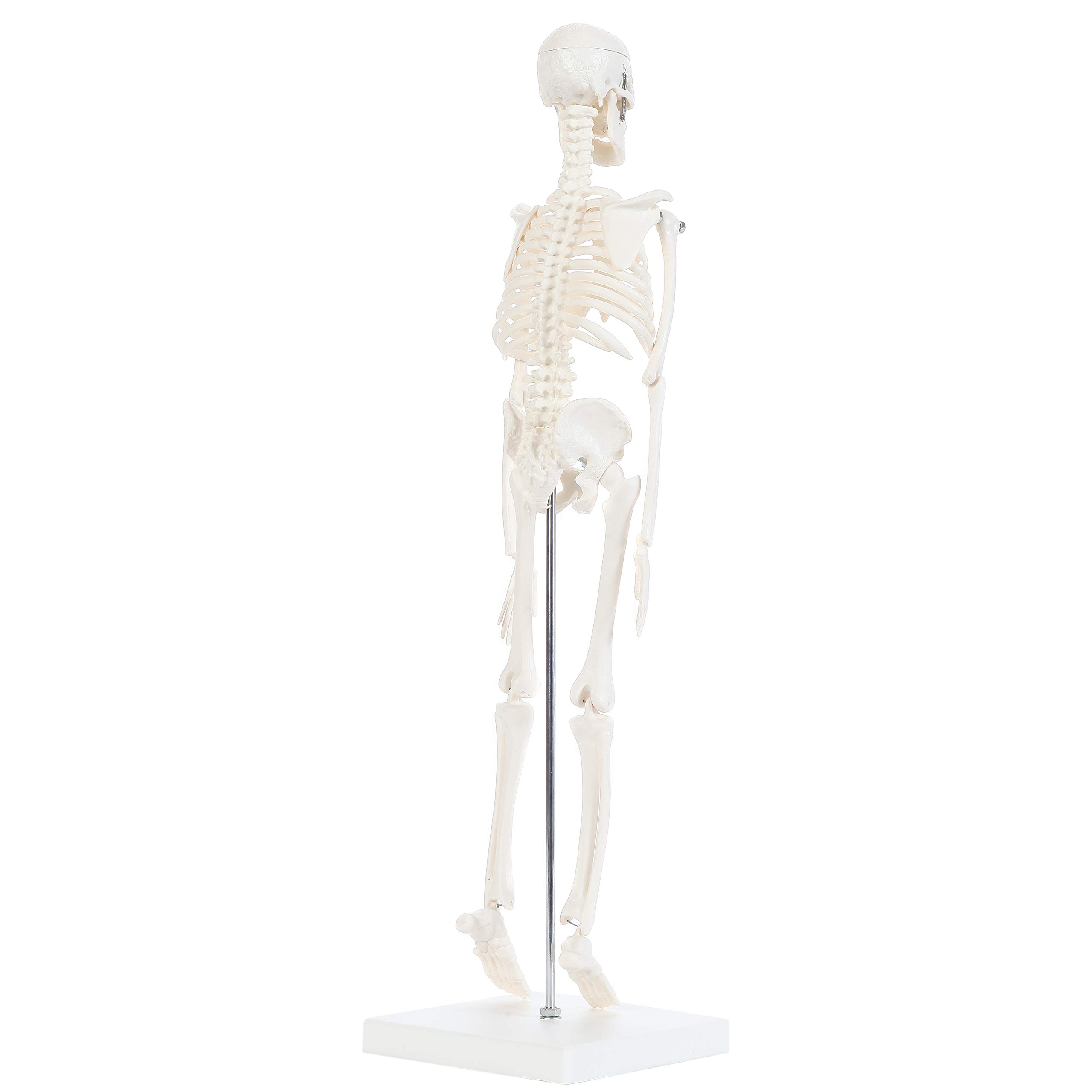 Anatomy Lab Micro Human Skeleton Model, 19" Mini Skeleton Has Movable ...