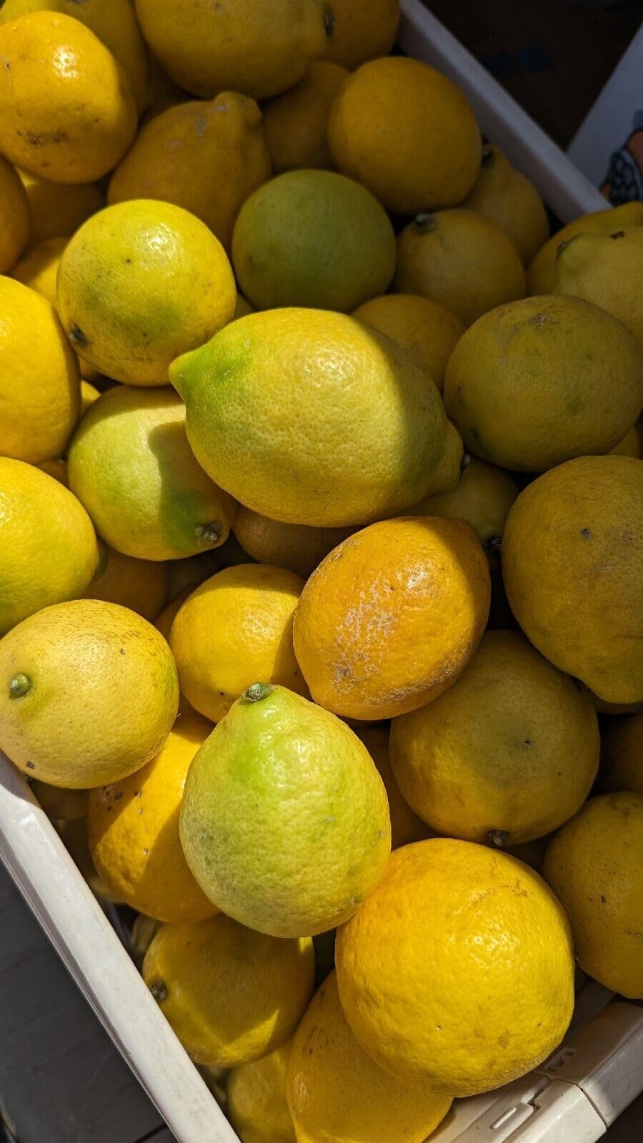 Amazon.com: Sunkist, Lemon Bag Conventional, 32 Ounce : Grocery ...