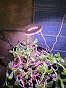 Amazon.com: GYTF Halo Plant Grow Light, 6000K White LED Full Spectrum ...