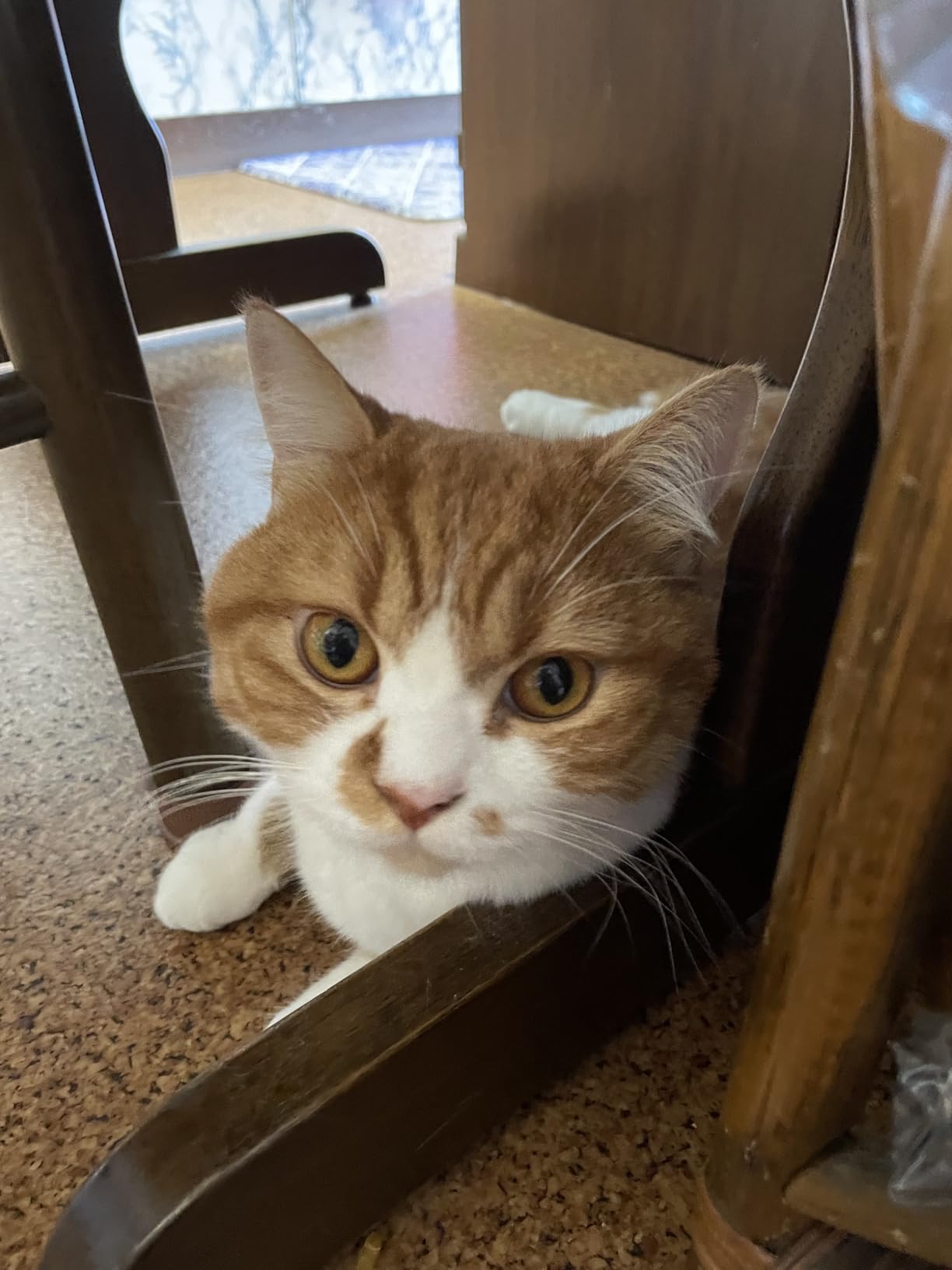 Amazon.co.jp: 【無添加】[調味料・着色料不使用] 銀のスプーン にっぽんSelect とろリッチ 3種のお魚・鶏ささみ味アソート 108g×2 [猫用おやつ]【国産/健康ケア ...