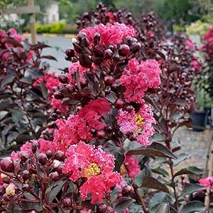 Amazon.com : Double Dynamite Crape Myrtle 2 Gallon : Patio, Lawn & Garden