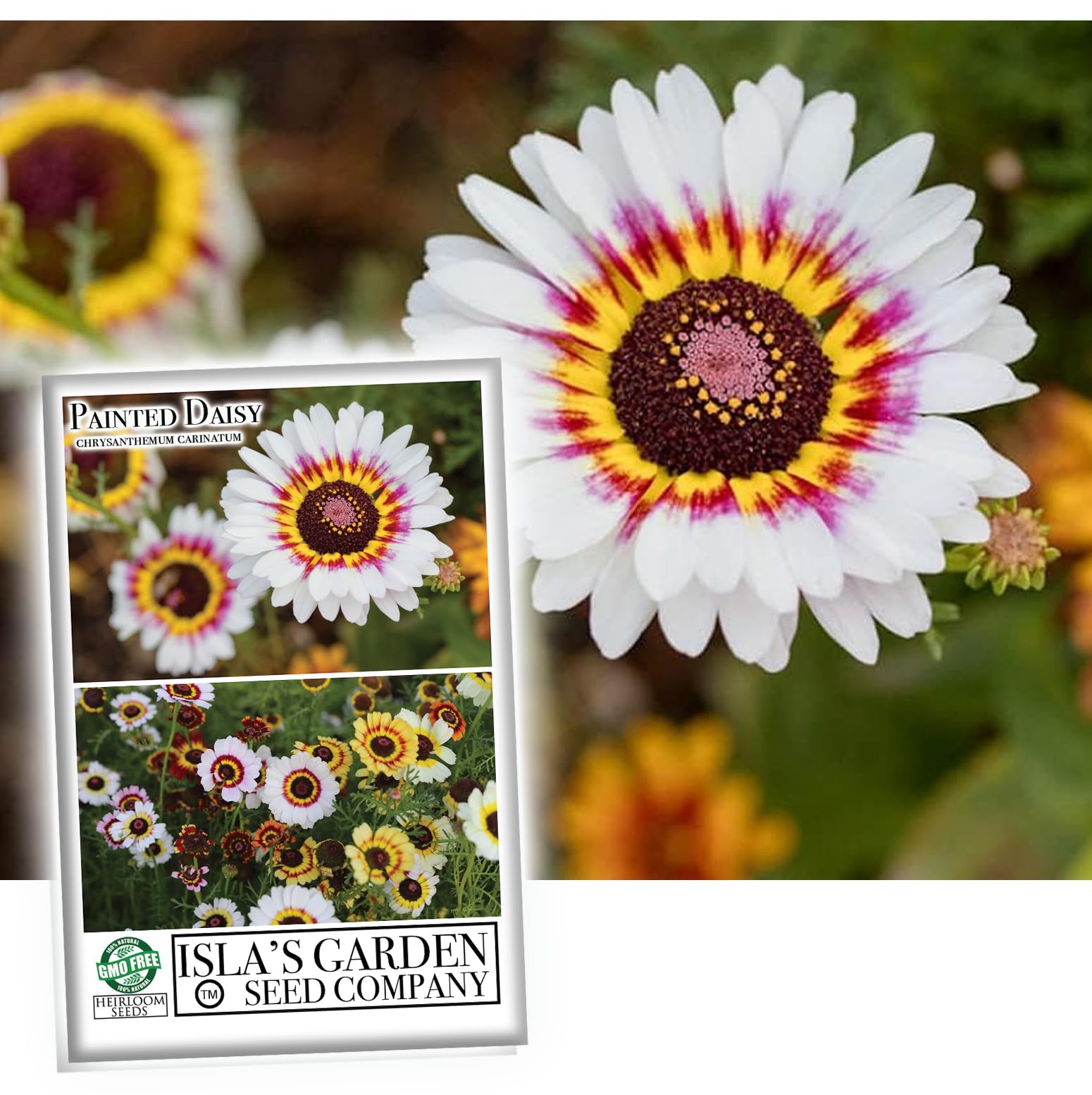 Amazon.com : Painted Daisy Flower Seeds for Planting, 500+ Flower Seeds ...