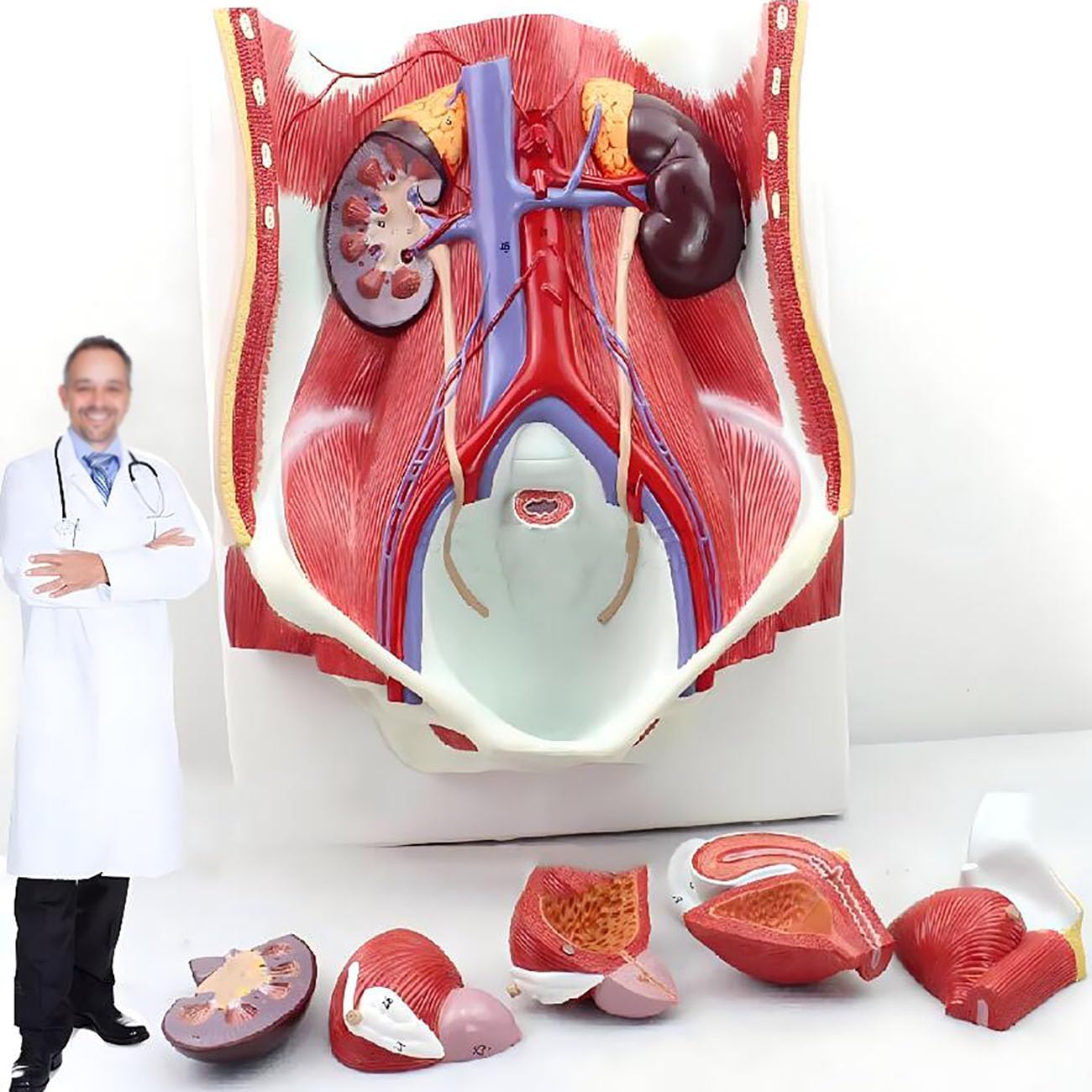 Amazon.com: BYLAKO Human Urinary System Model,Cavity Retroperitoneal ...