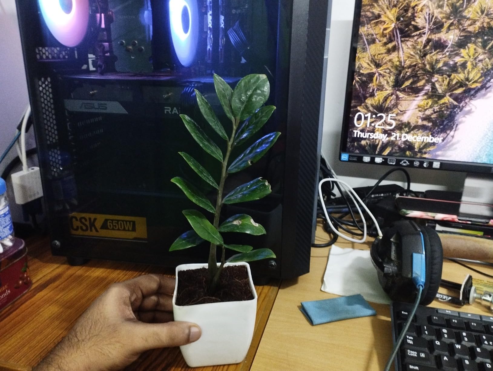 Duomus Green Zamia Zamioculas Zamiifolia Raven Succulent Rare Exotic ...