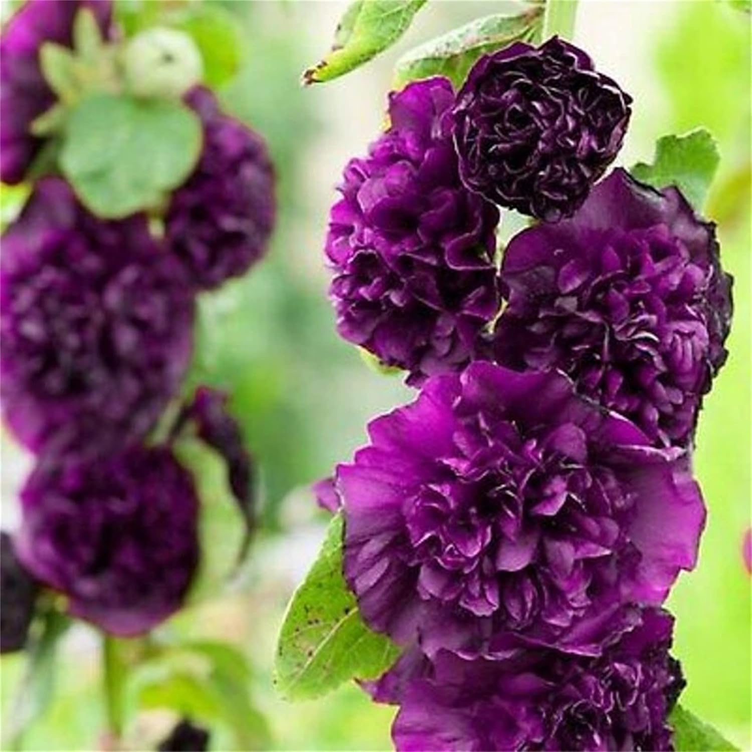 Amazon.com : zellajake Rare Flower Seeds Alcea Rosea 100+ Chaters ...