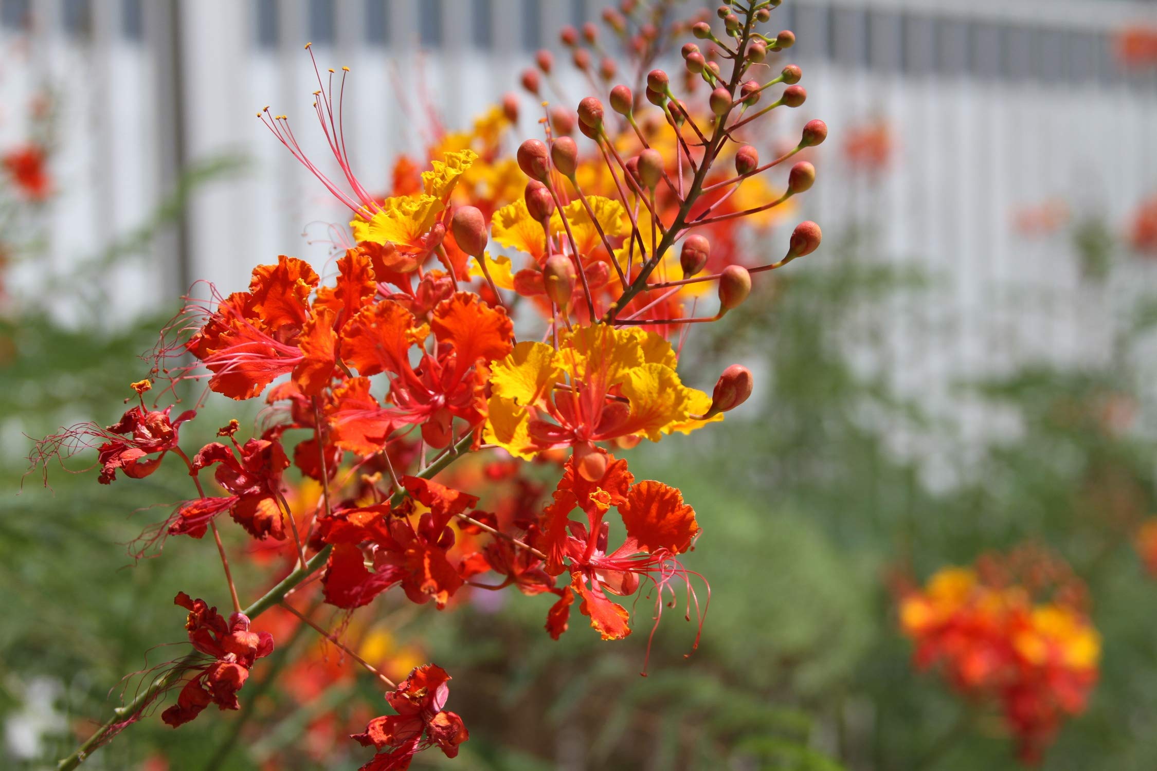 Planthub Peacock Flower Seed, Dwarf Poinciana Red, Caesalpinia ...