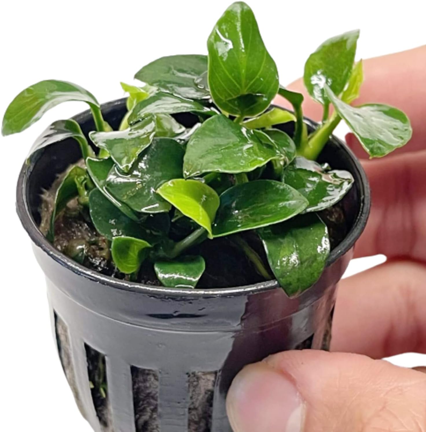 Amazon.com: Marcus Fish Tanks - 3X Dwarf Hair Grass Eleocharis Parvula ...