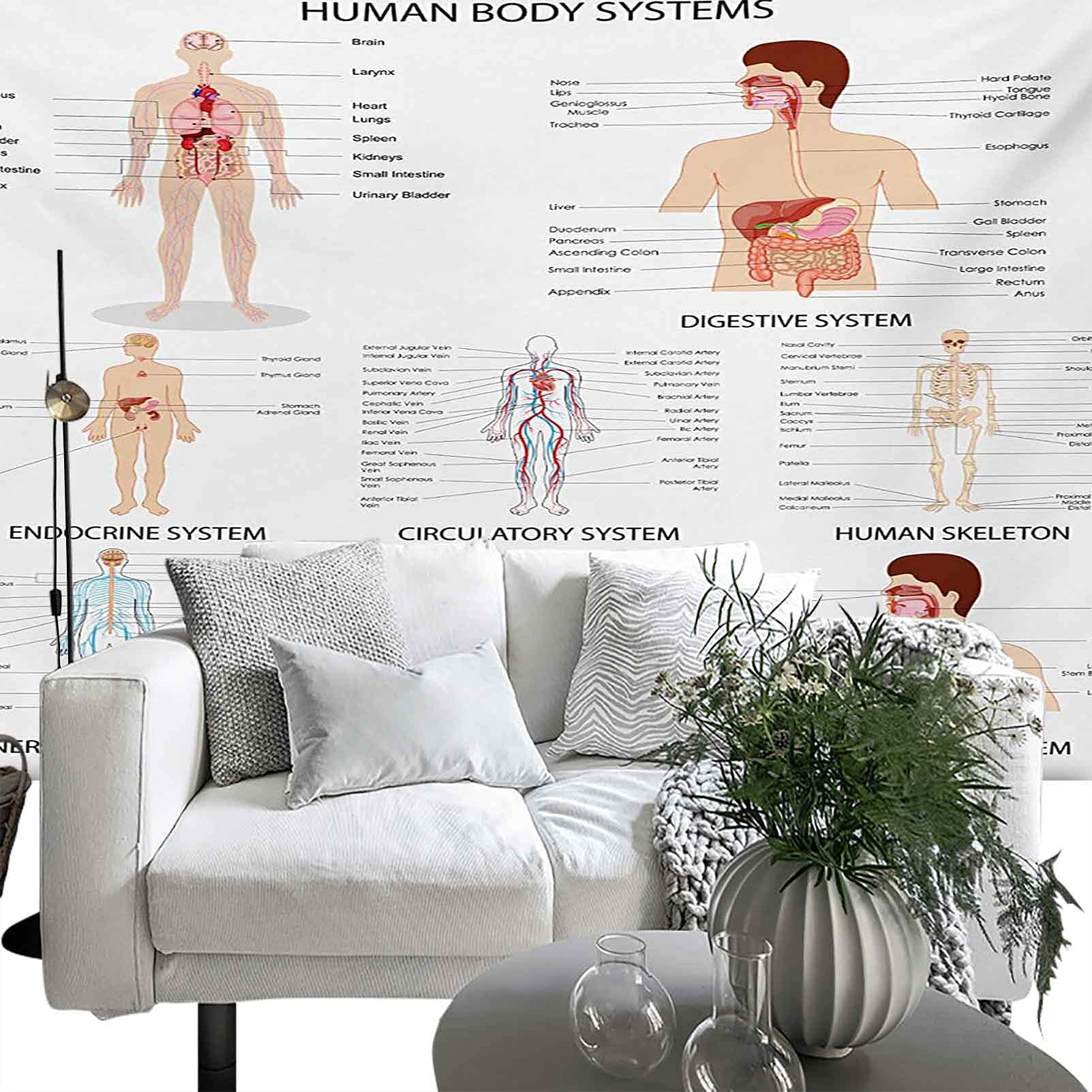 Wallpaper Wall Human Anatomy Complete Chart Of Different Organ Body ...