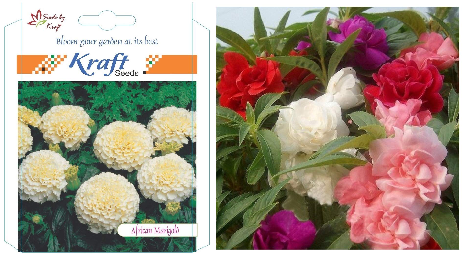 Kraft Seeds African Marigold F1 Hybrid White Vanilla Flower Seeds ...