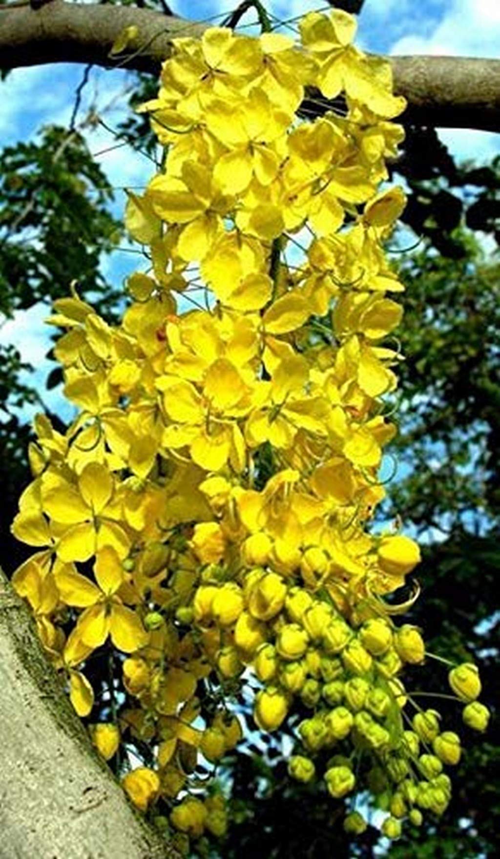 Creative Farmer Gardens Dwarf Rare Cassia Fistula Golden Shower Tree | Desertcart Bahamas