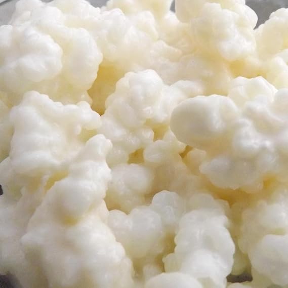 Live Milk Kefir Grains to make kefir milk drink : Amazon.co.uk: Grocery