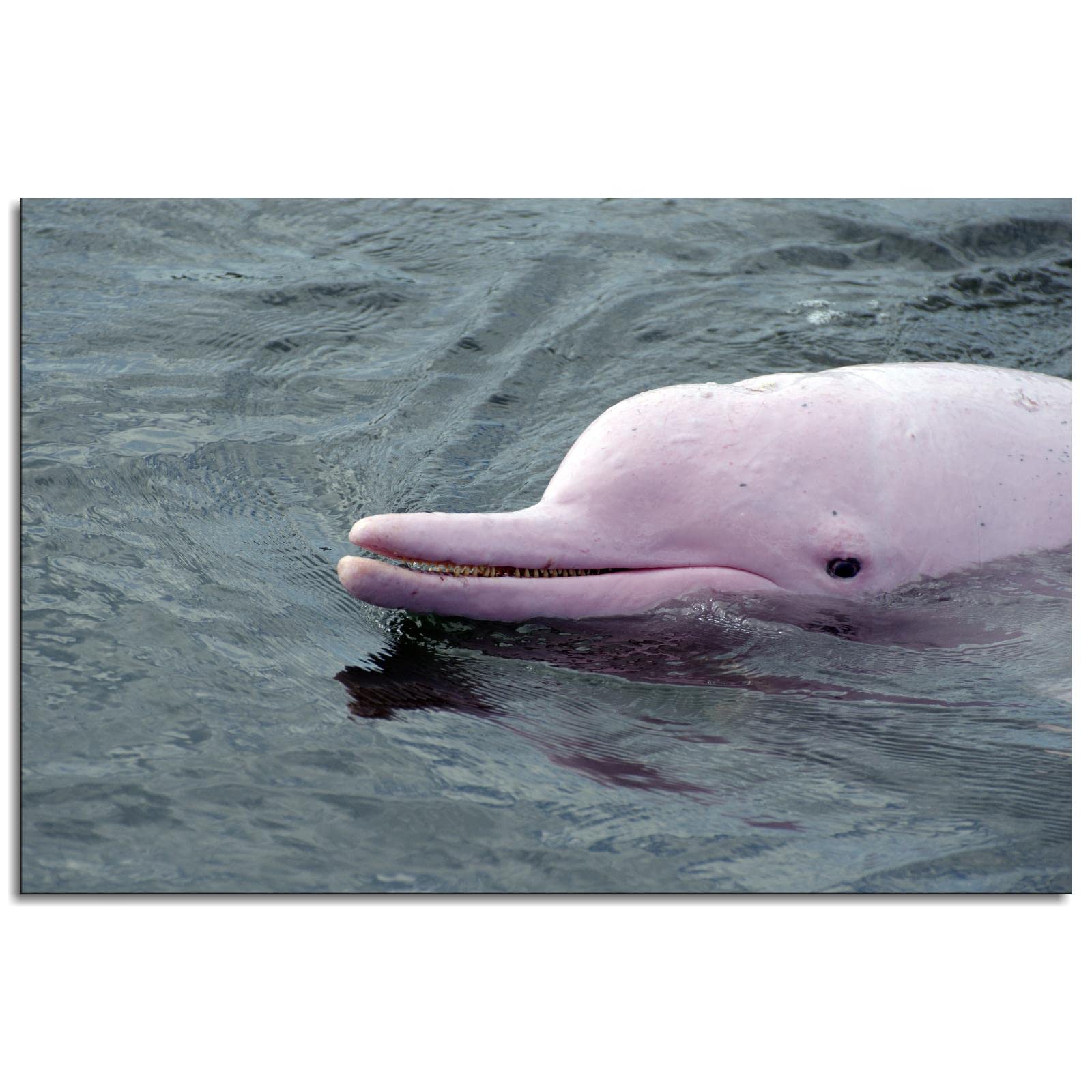 Amazon Pink River Dolphin